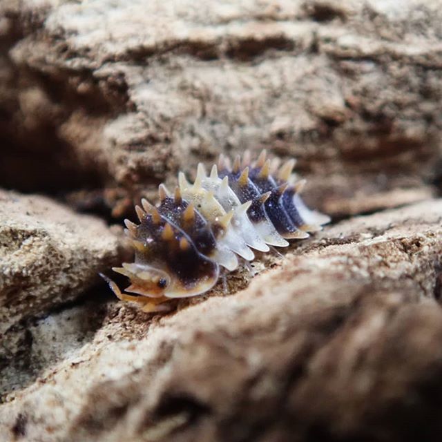 A propos – Isopode FR