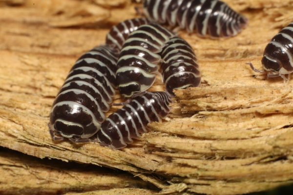 Isopode - Isopode FR