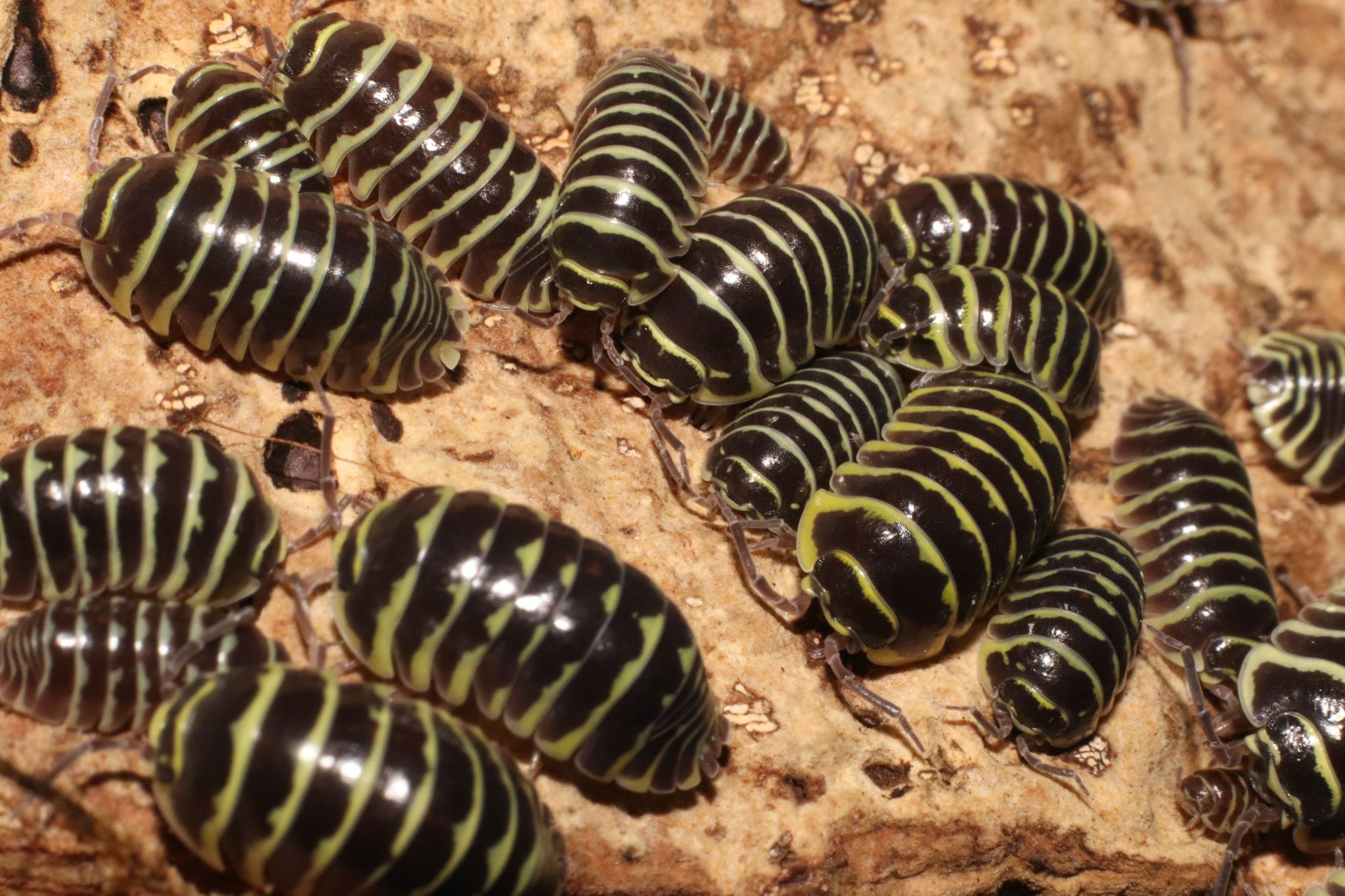 Isopode - Isopode FR