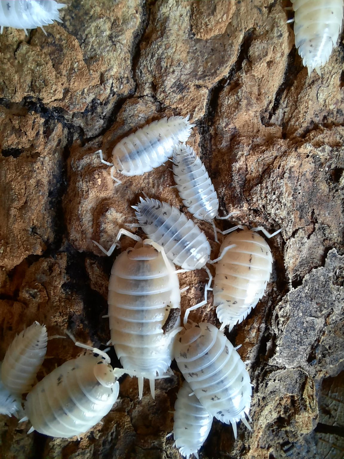Porcellio laevis "White" - x10 - Isopode FR