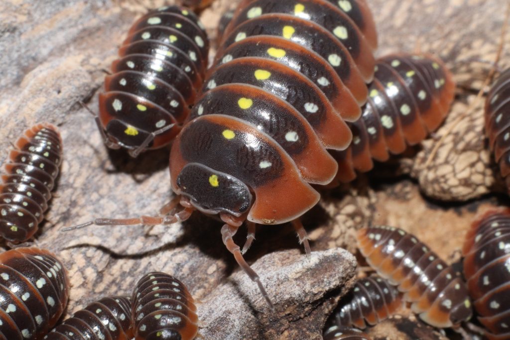 Isopode - Isopode FR