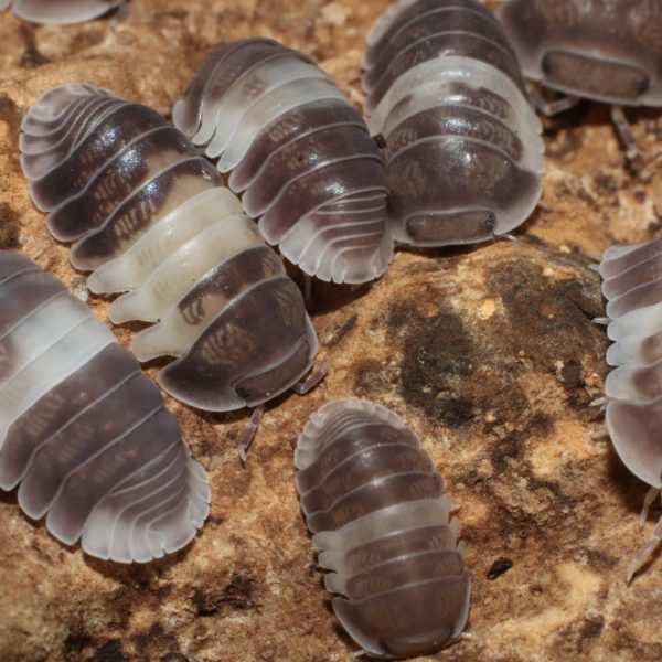 Isopode - Isopode FR