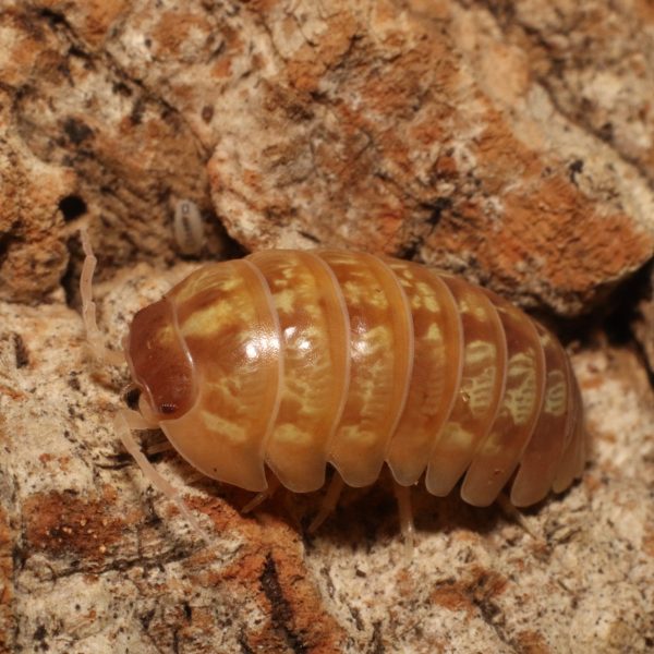 Isopode - Isopode FR