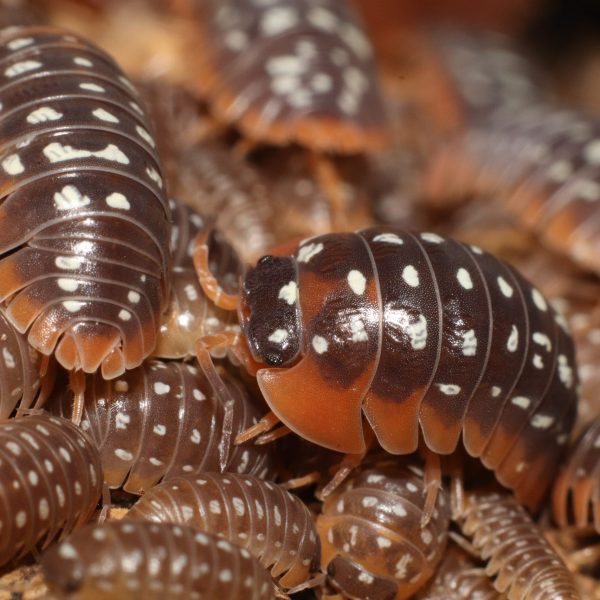 Isopode - Isopode FR