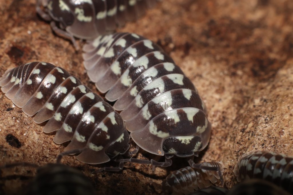 Isopode - Isopode FR