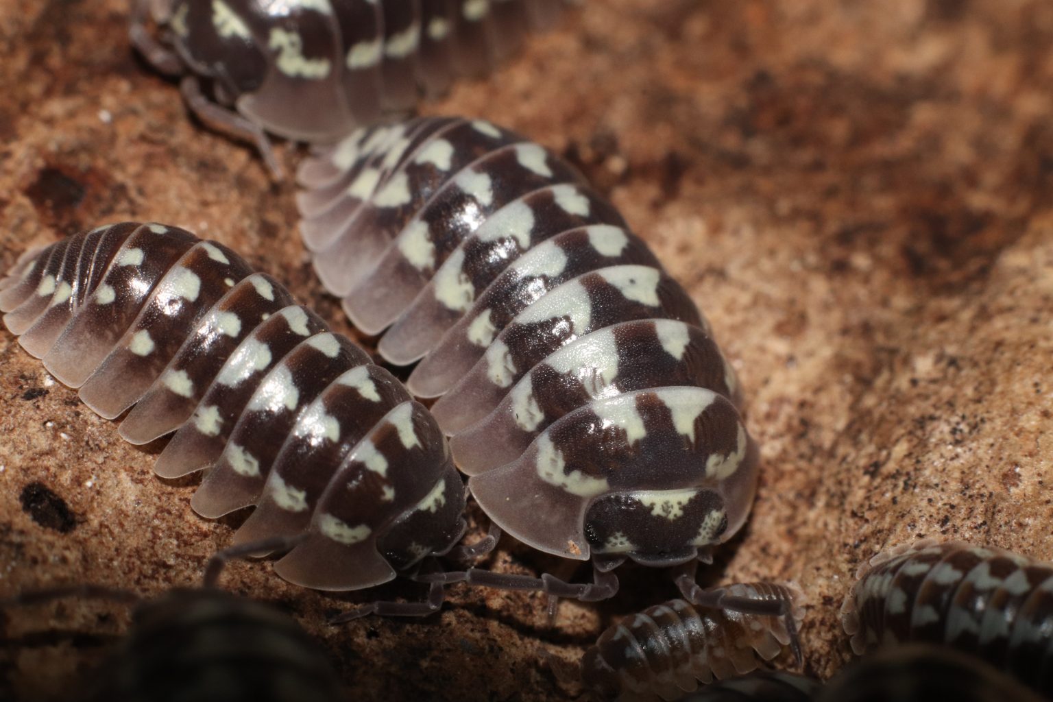 Isopode FR | Le site français pour la vente d'Isopodes