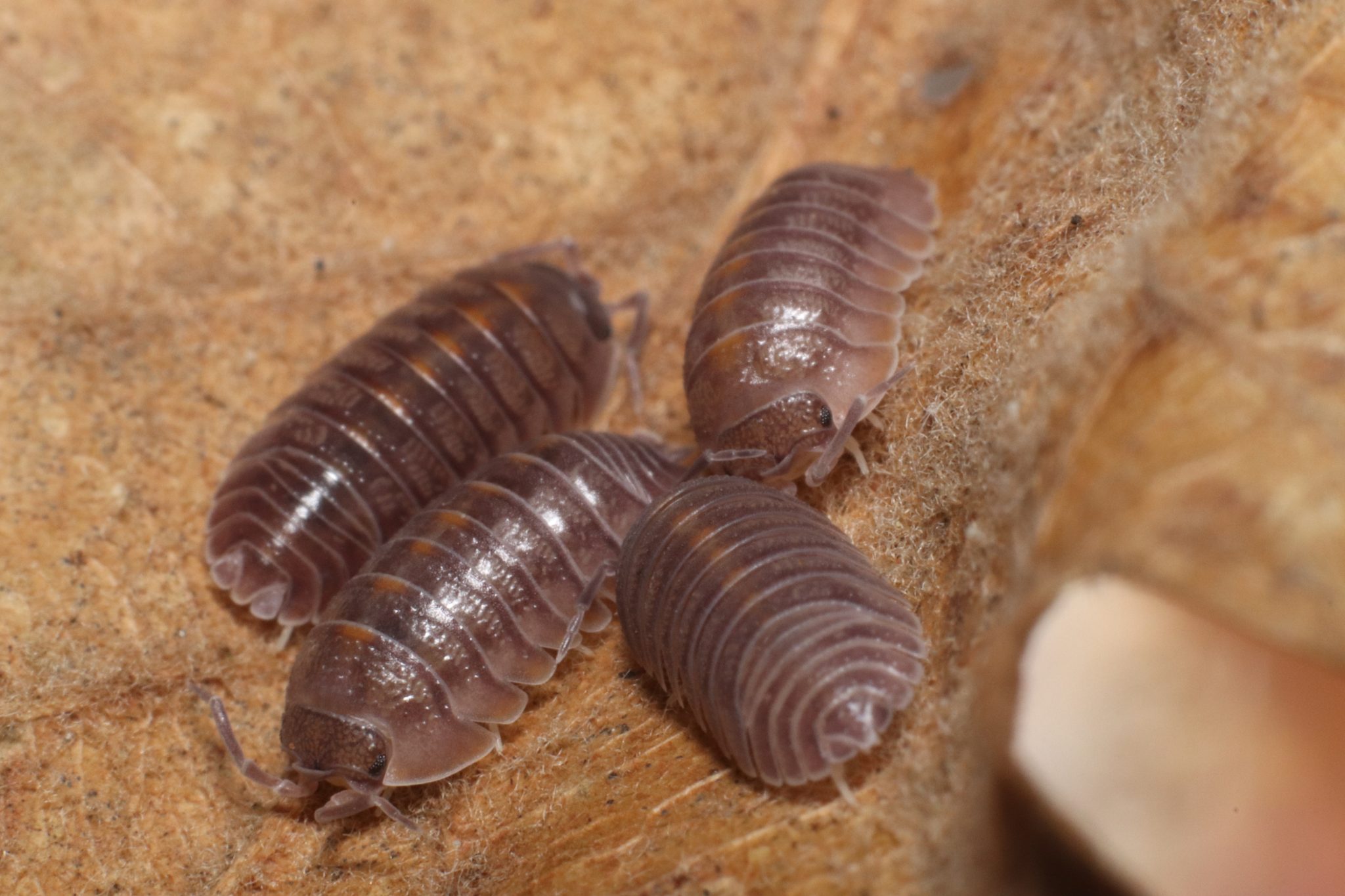 Isopode - Isopode FR