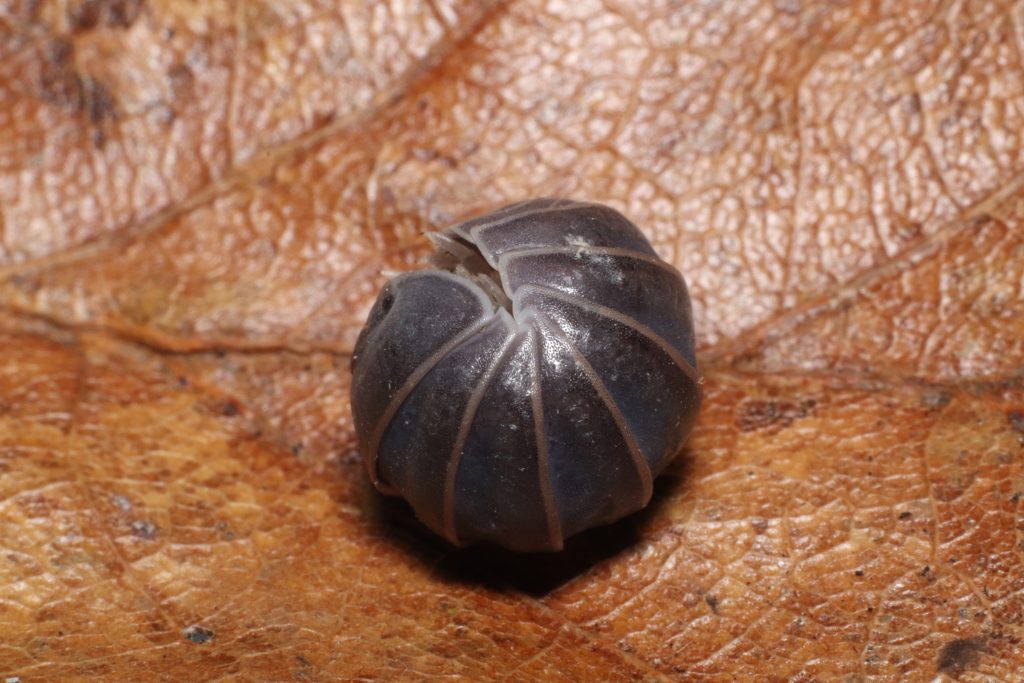 Isopode - Isopode FR