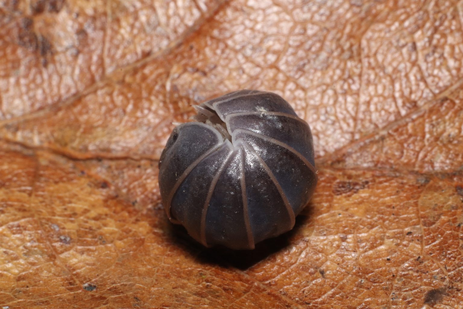 Isopode - Isopode FR