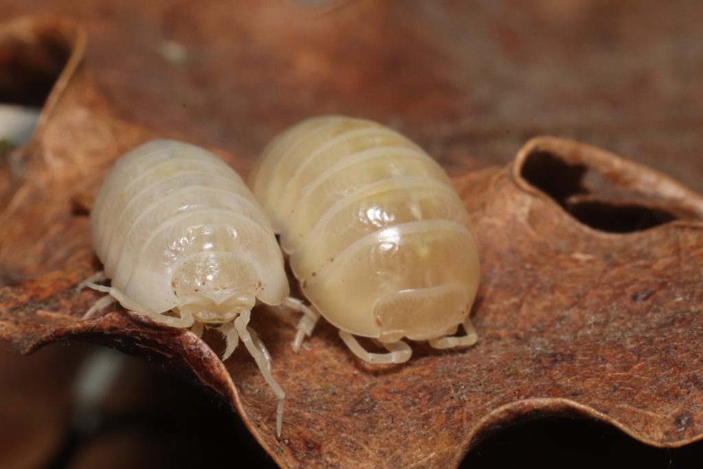 Isopode - Isopode FR