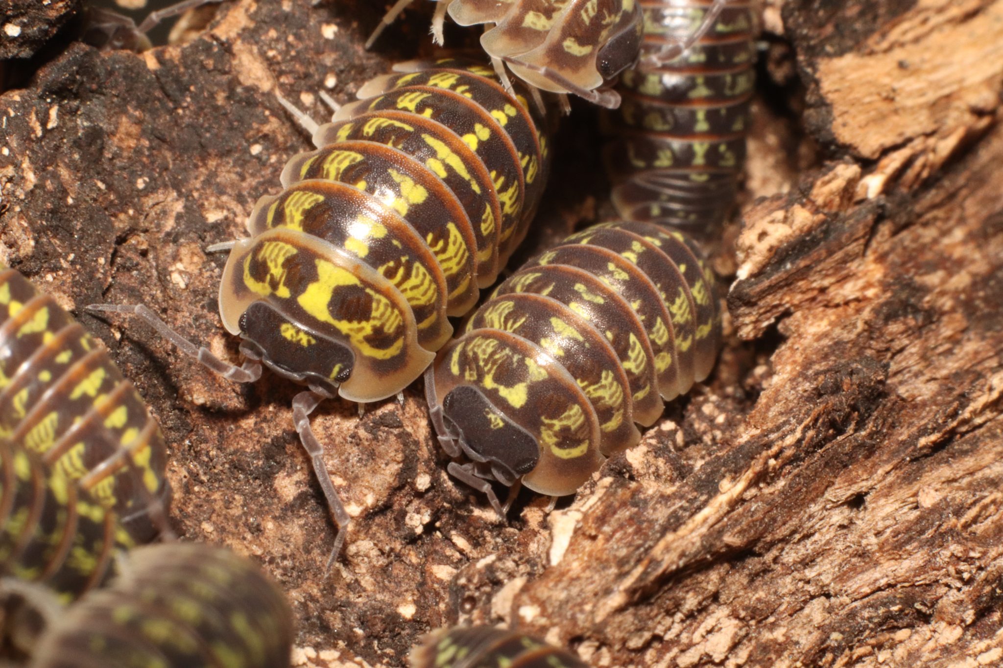 Armadillidium - Isopode FR