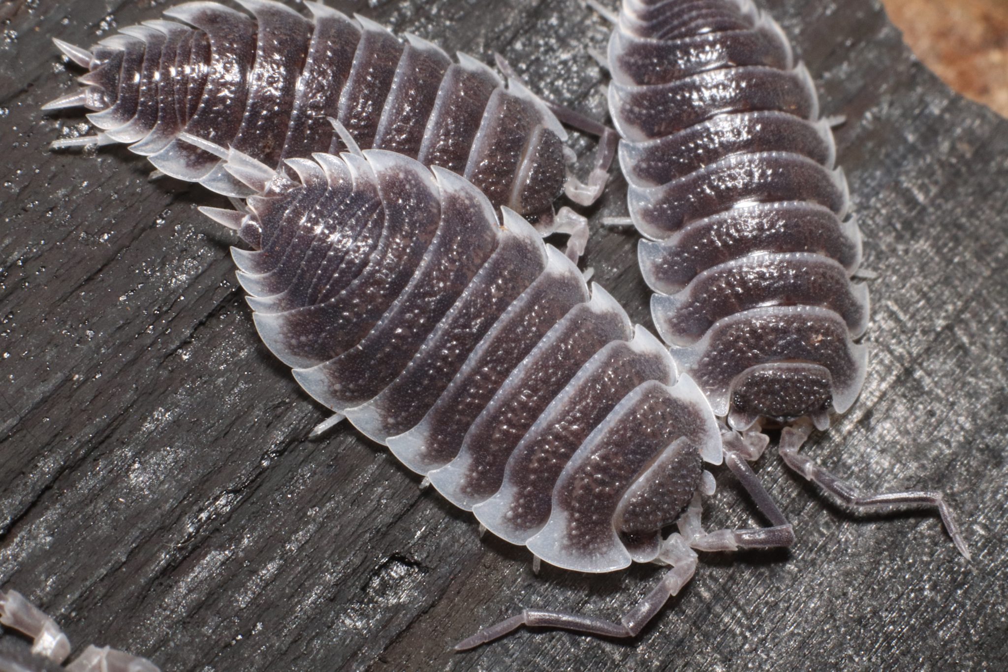 Isopode - Isopode FR