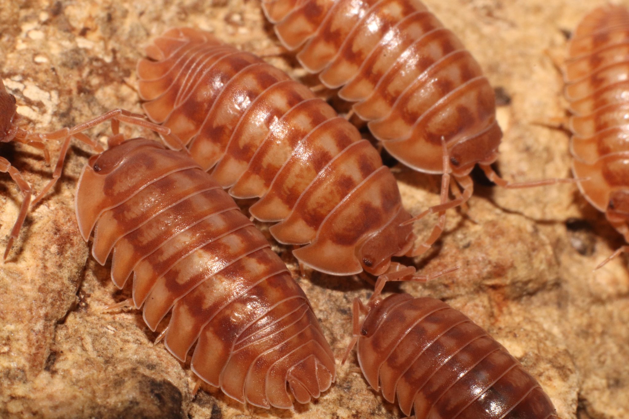 Isopode - Isopode FR