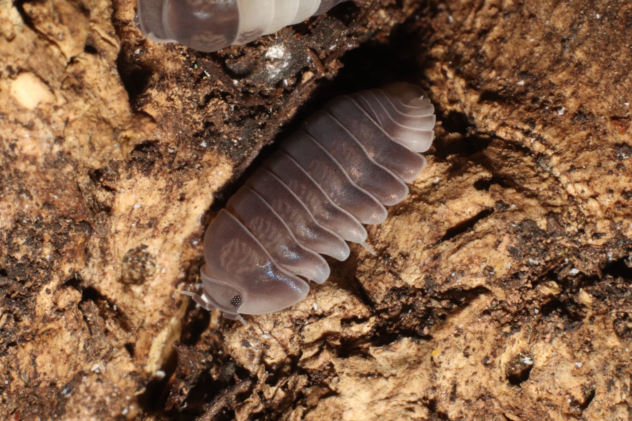 Cubaris - Isopode FR