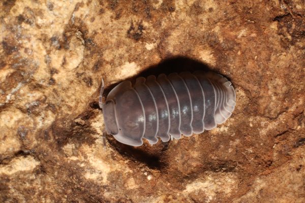 Cubaris sp. "White Side" - x10 - Isopode FR