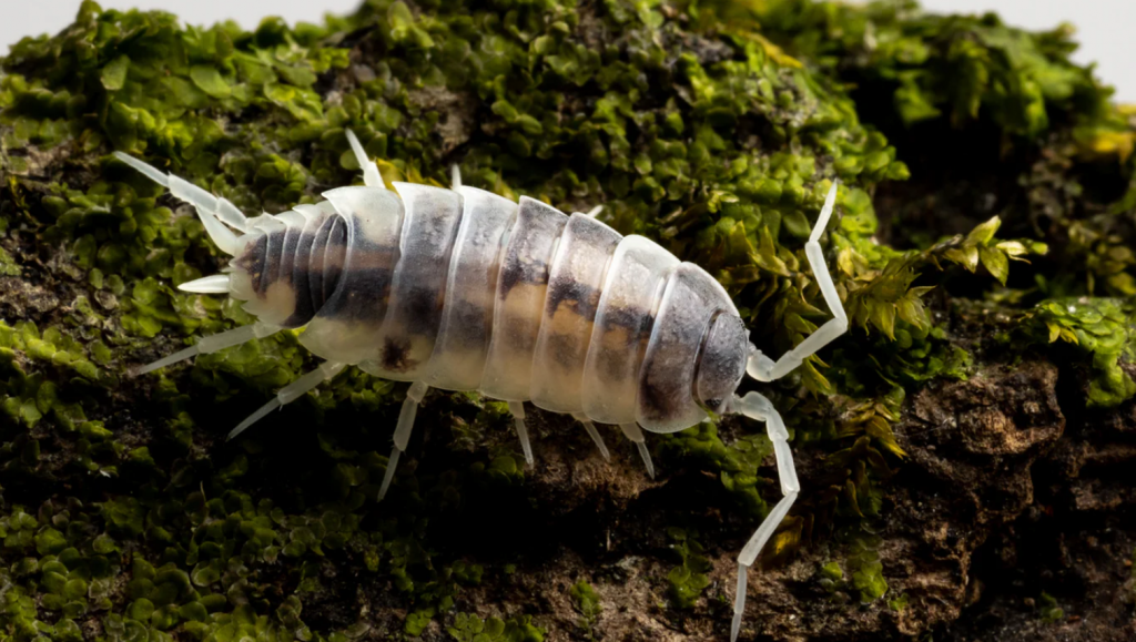 Isopode FR | Le site français pour la vente d'Isopodes