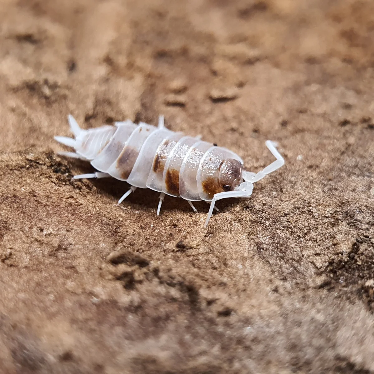 Isopode FR | Le site français pour la vente d'Isopodes