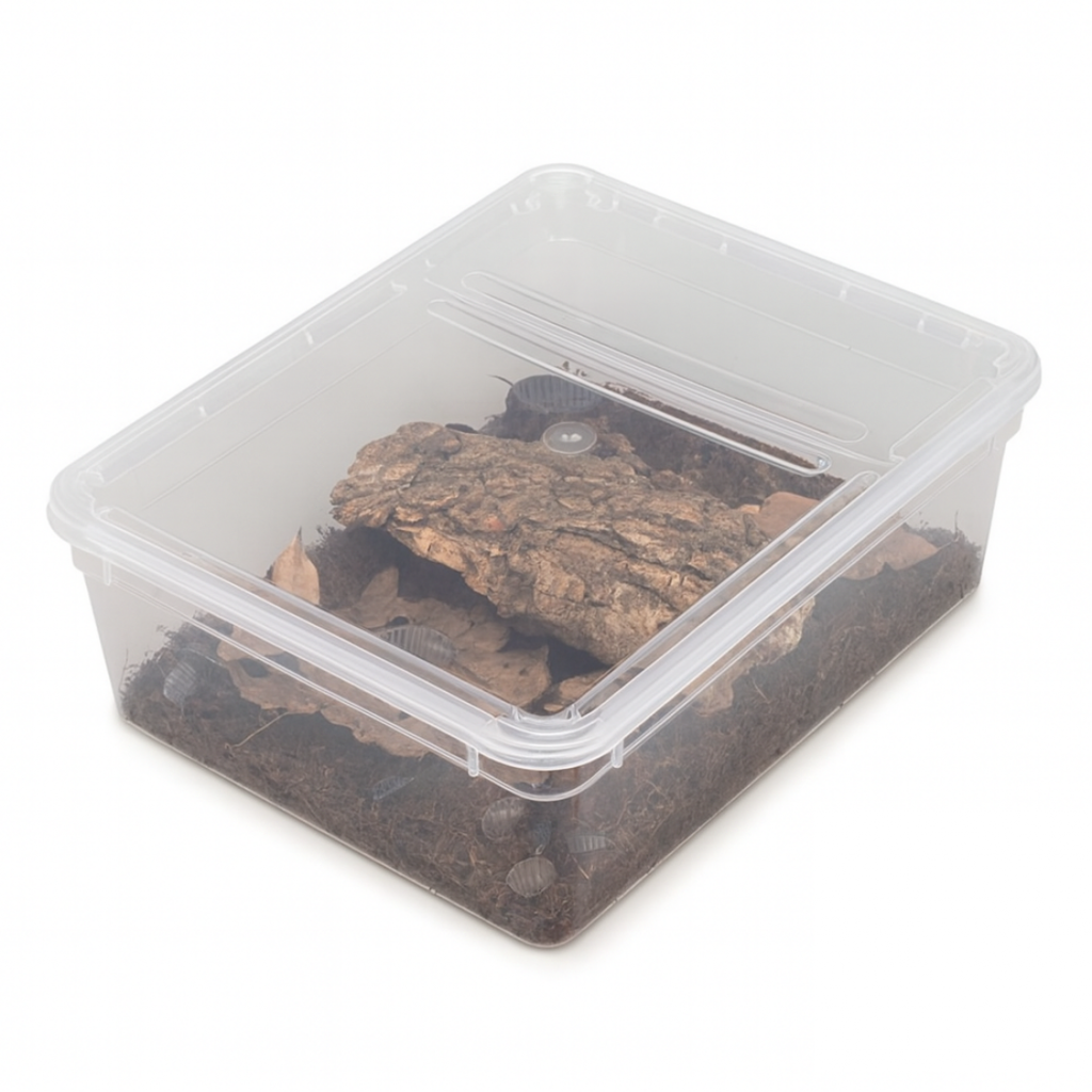 Isopode FR | Le site français pour la vente d'Isopodes